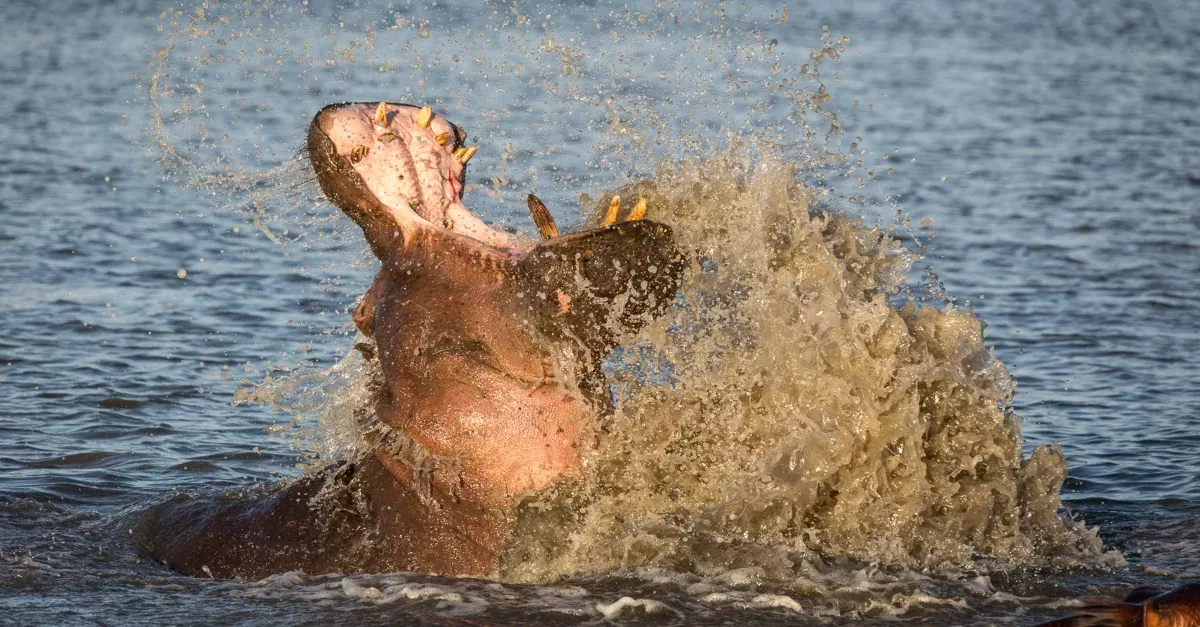 This is What Happens When a Bull Shark Encounters a Group of African ...